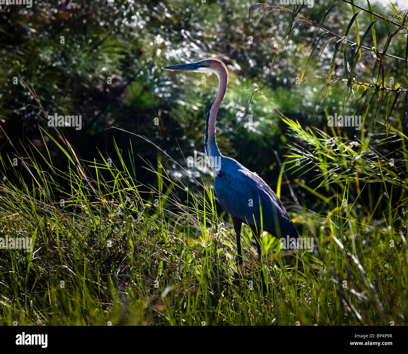 Goliath Heron (Ardea goliath), Botswana June 2009 Stock Photo - Alamy