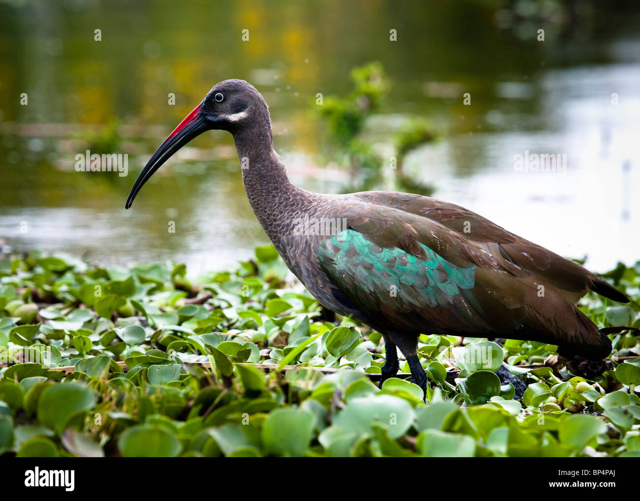 Hadeda Ibis (Bostrychia hagedash), Lake Naivasha, Kenya, Sept 2007 ...
