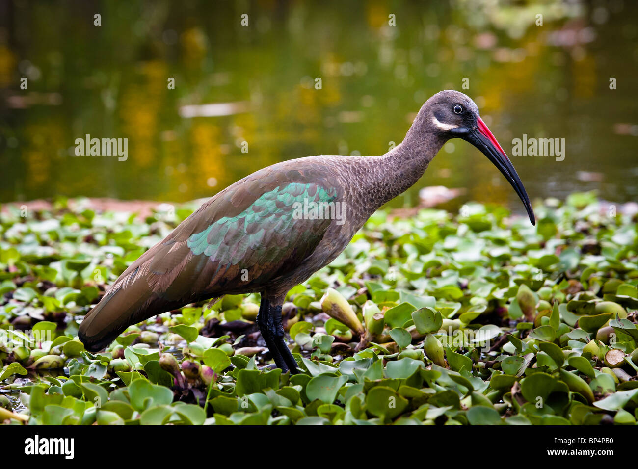 Hadeda Ibis (Bostrychia hagedash), Lake Naivasha, Kenya, Sept 2007 ...