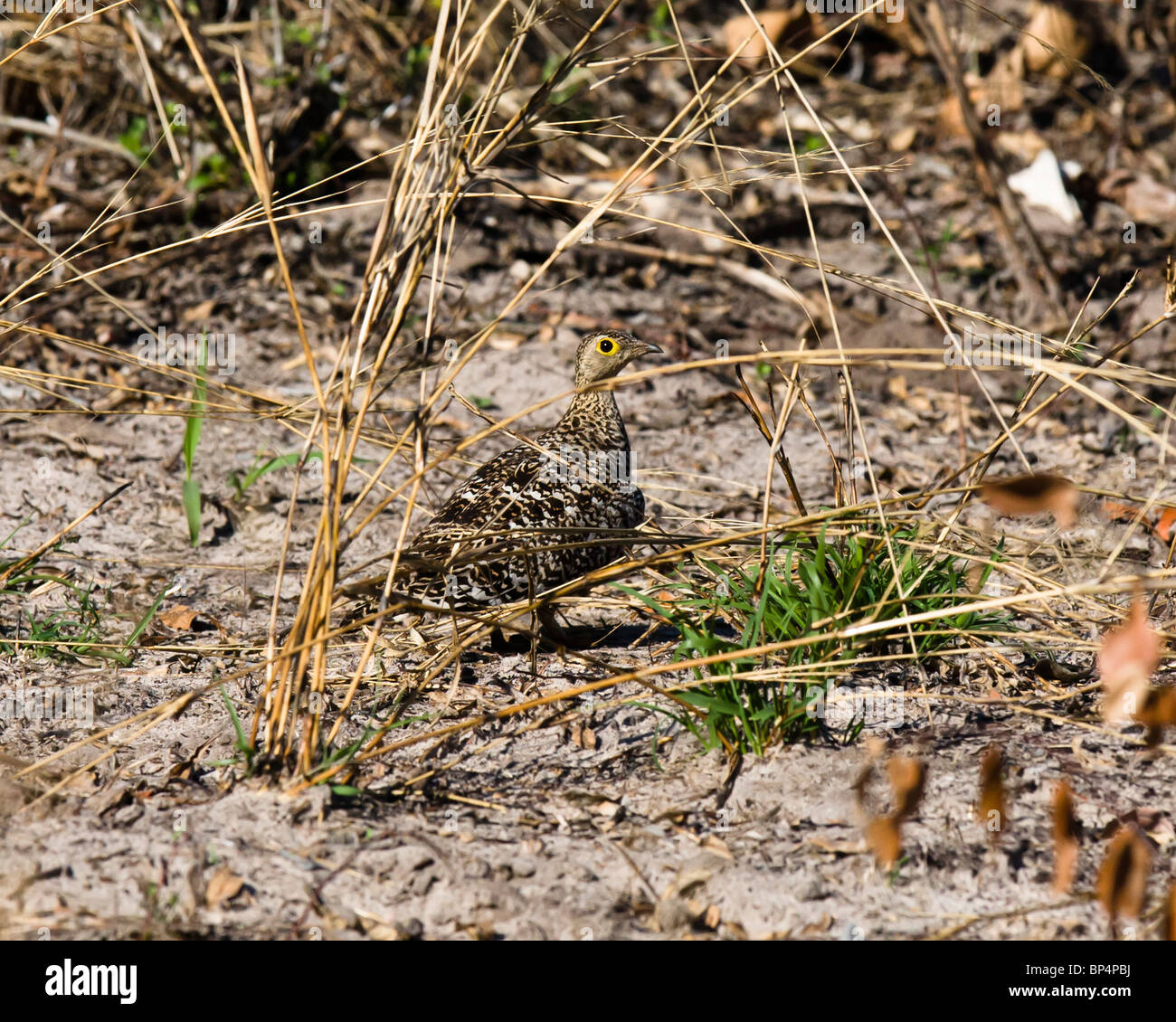Double banded sandgrouse hi-res stock photography and images - Alamy