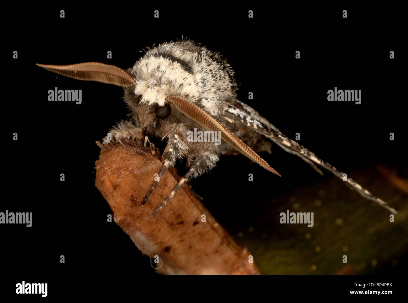 Brindled Beauty Moth (Lycia Hirtaria) perched on a twig in Cornwall ...