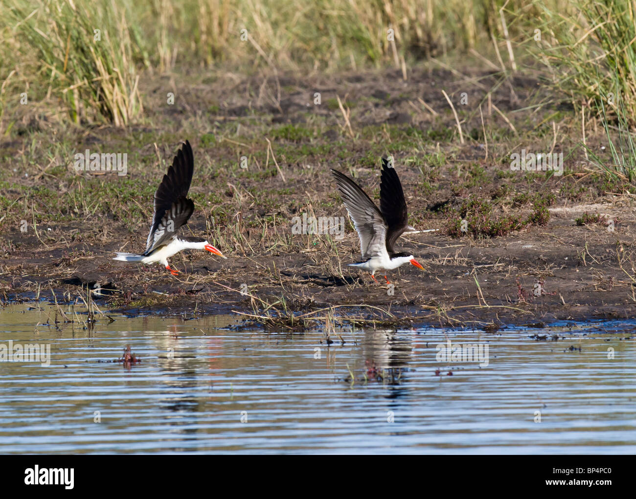 African skimmers hi-res stock photography and images - Alamy