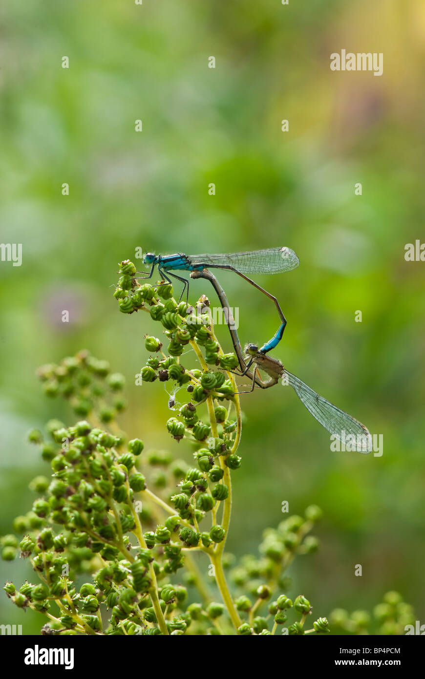 Damselfly mating hi-res stock photography and images - Alamy