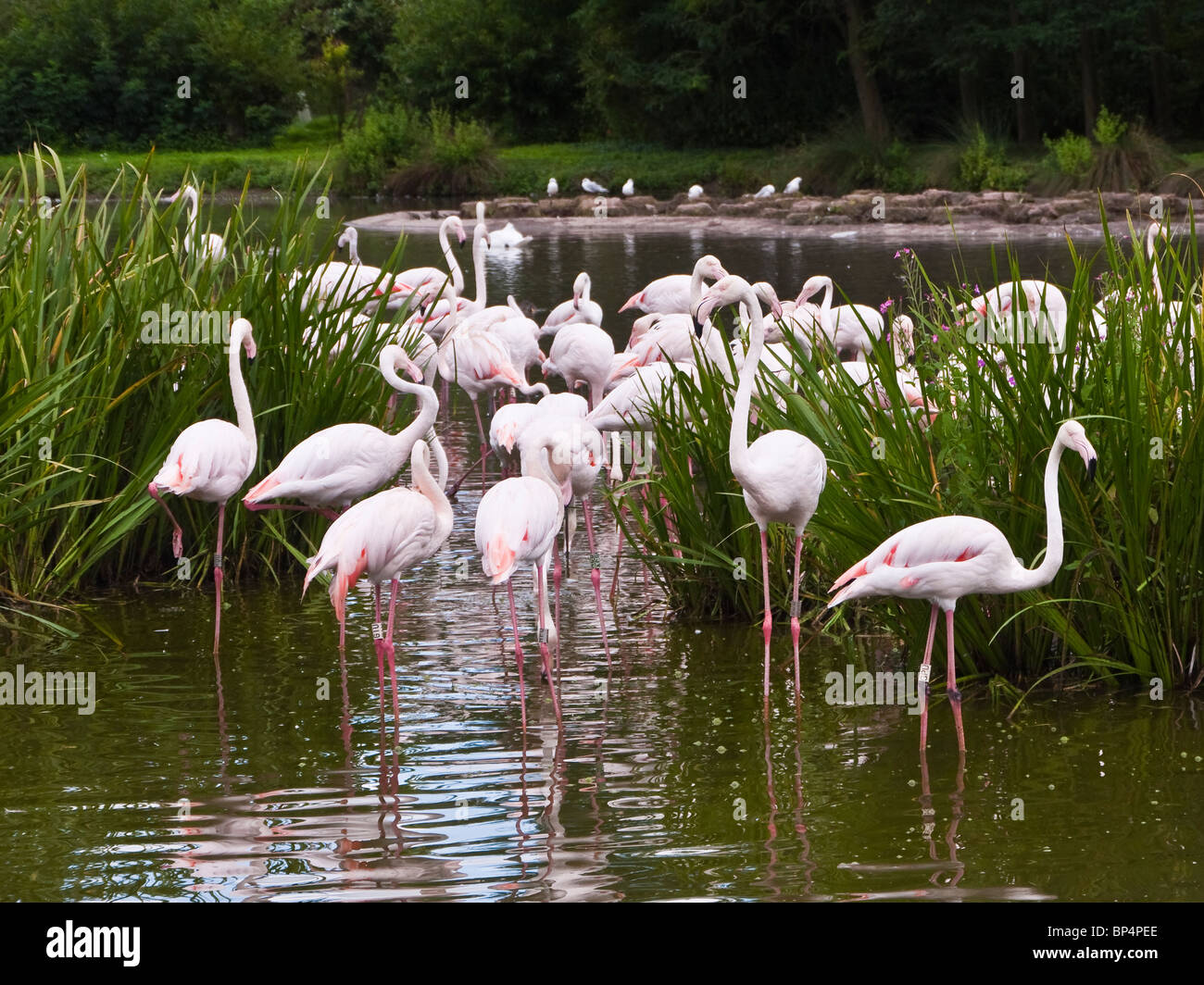 Greater Flamingos at Slimbridge Wildfowl and Wetlands Trust ...
