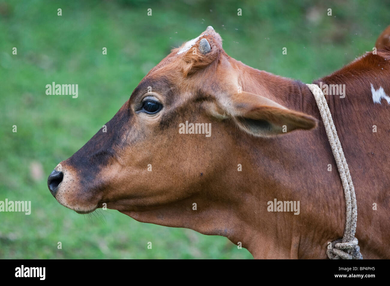 Cow female Sri Lanka with rope around the neck Stock Photo - Alamy