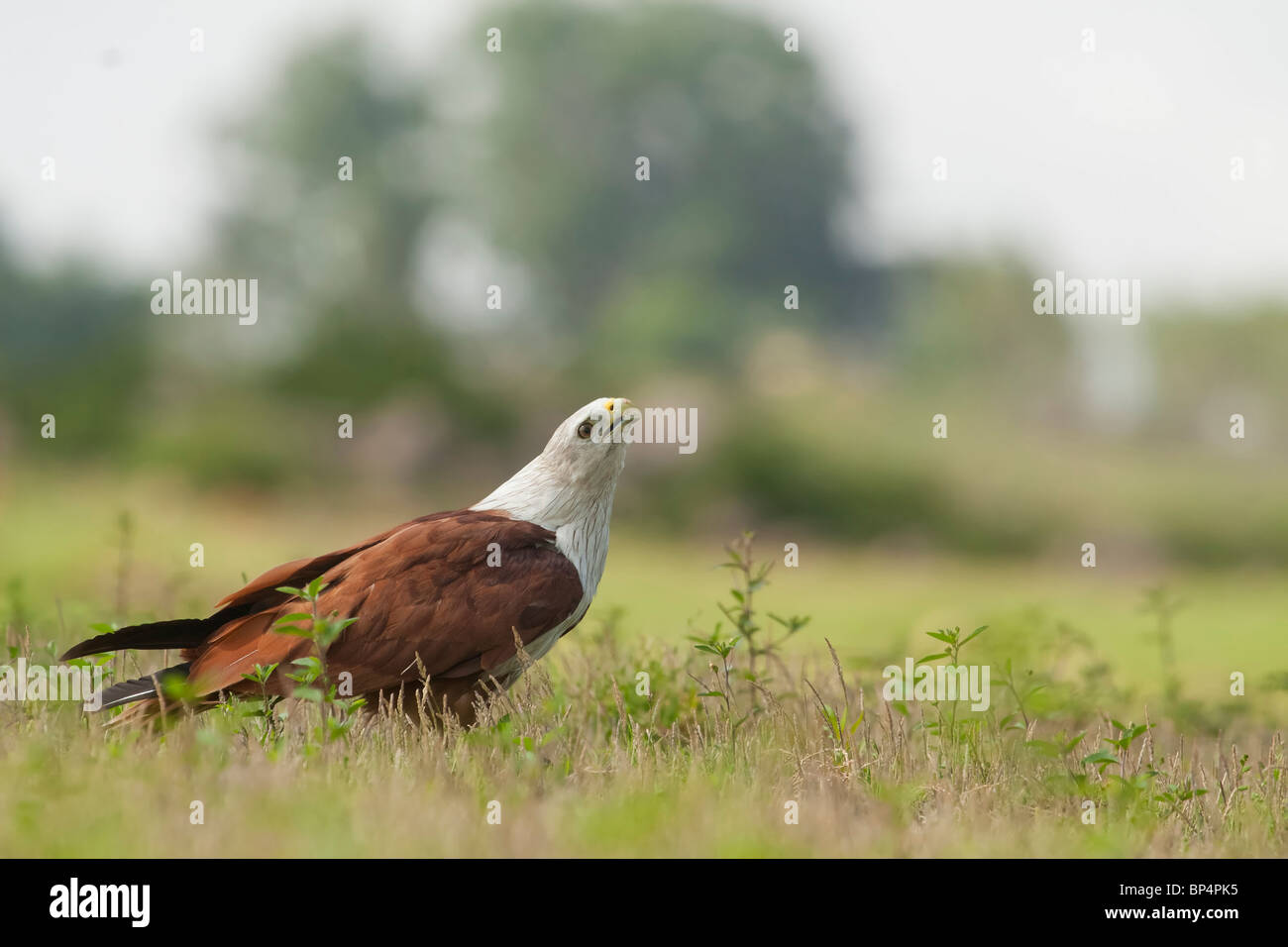 Call of the wild,brahminy kite,feeding,shouting,calling,hooting,raptor ...