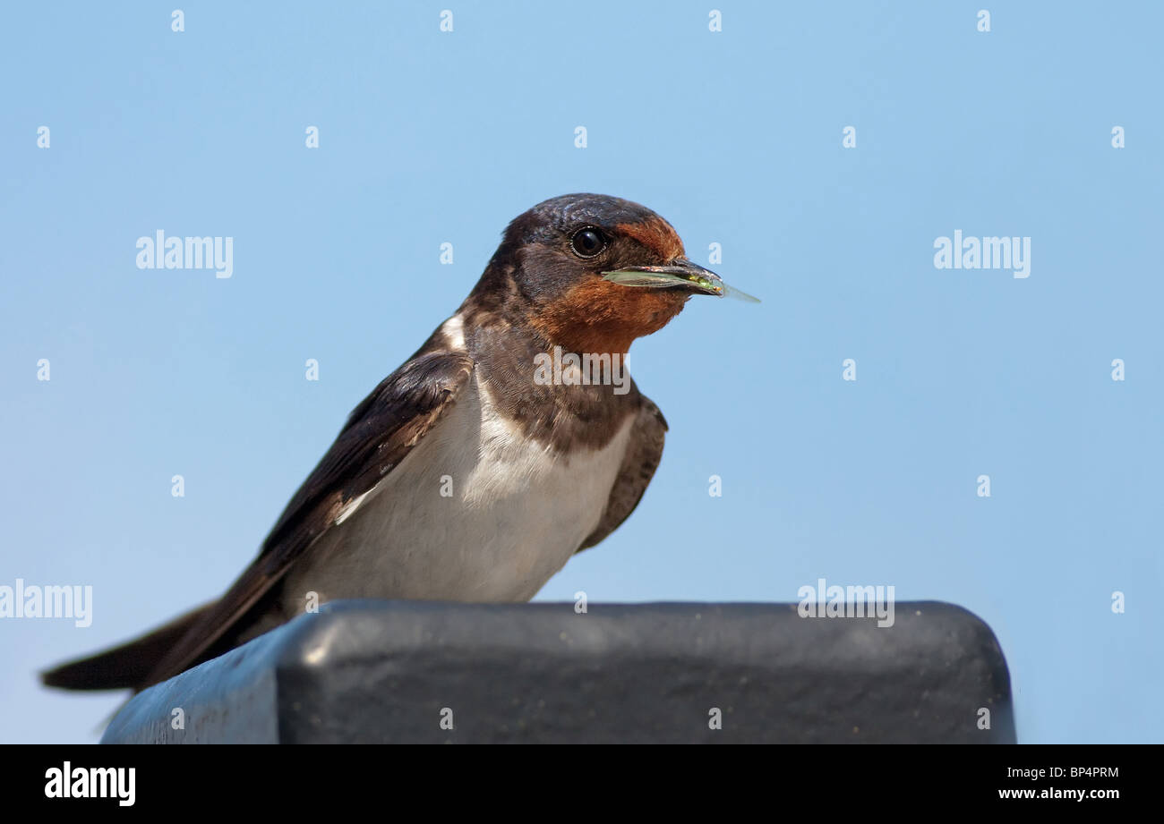 Barn Swallow European swallow with insect Stock Photo - Alamy