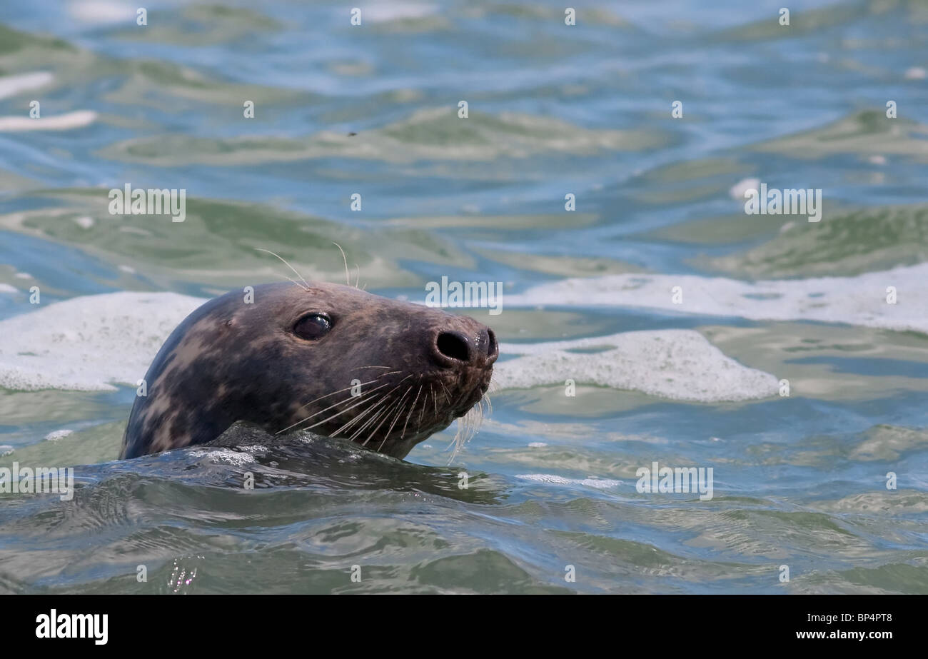 Seal eye hi-res stock photography and images - Alamy