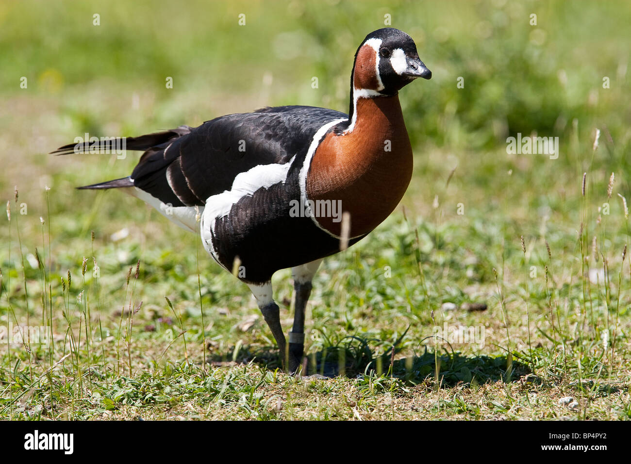 Red-Breasted Goose (Branta Ruficollis) in West Sussex. Jack Moon ...