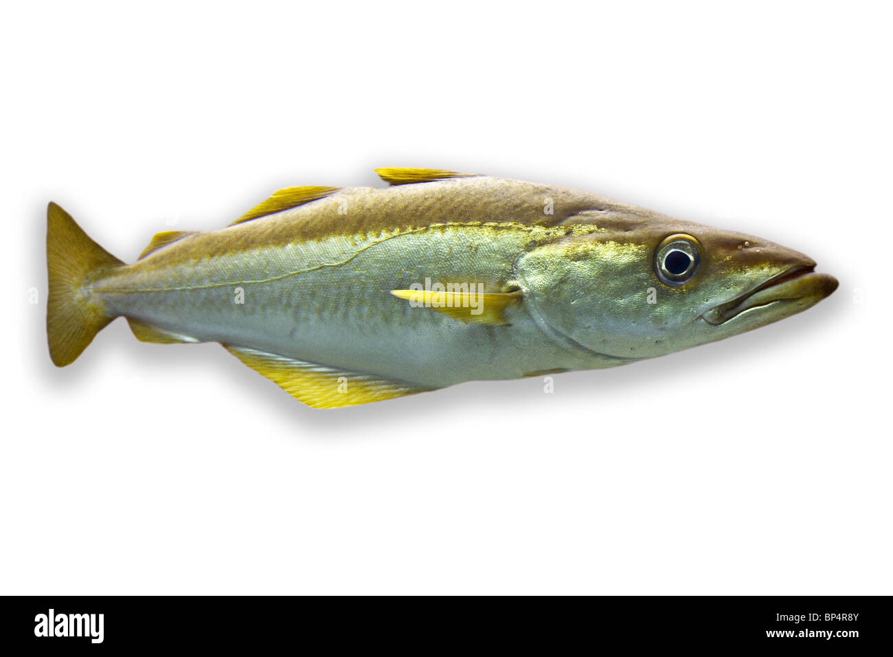 The photograph of a Pollack (Pollachius pollachius) on a white ...