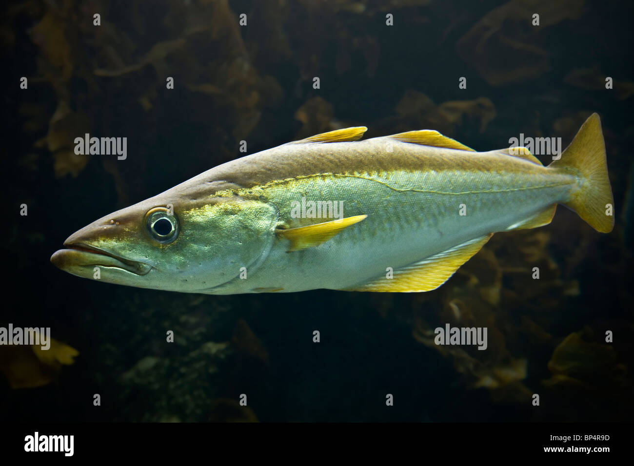 The photograph of a Pollack (Pollachius pollachius) in the Iroise Sea ...