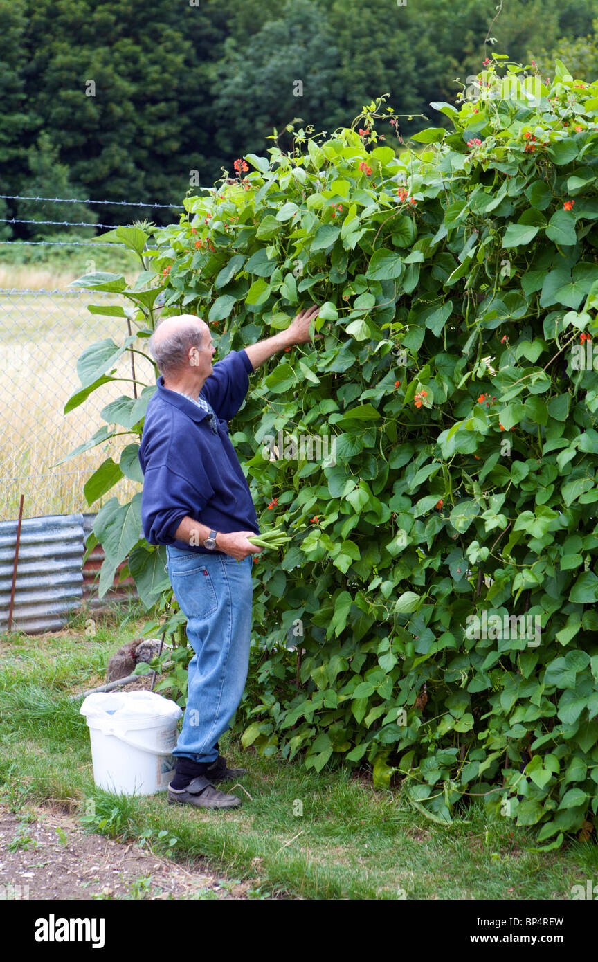 Runner beans picking hi-res stock photography and images - Alamy