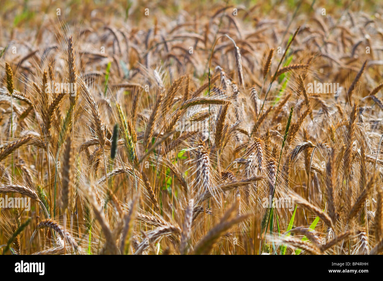 ripe rye, close Stock Photo - Alamy