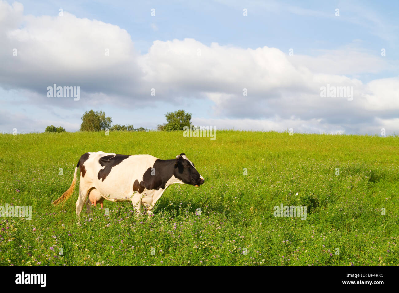 cow on meadow Stock Photo - Alamy