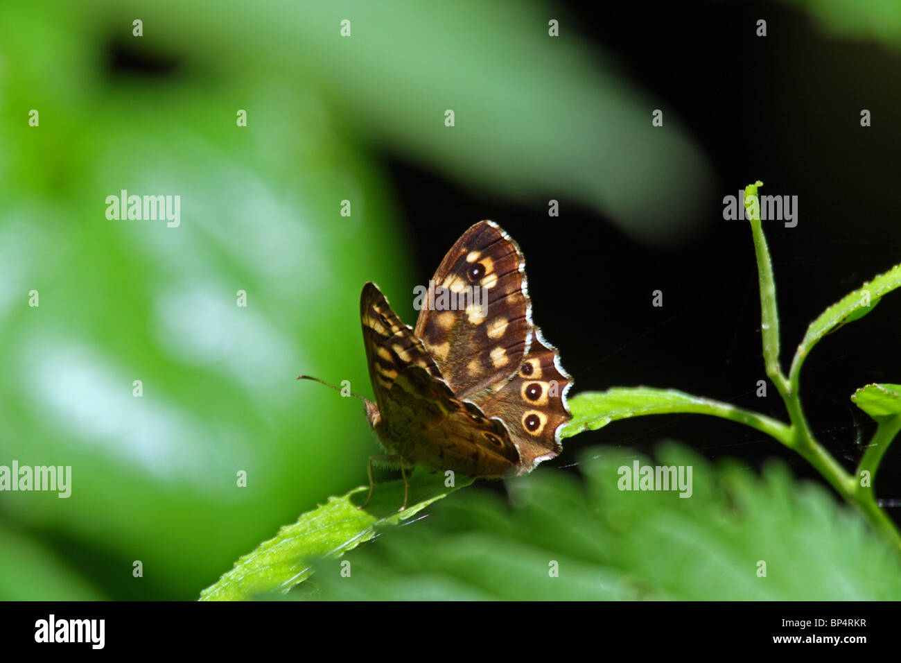 Speckled Wood Butterfly (Pararge aegeria Stock Photo - Alamy