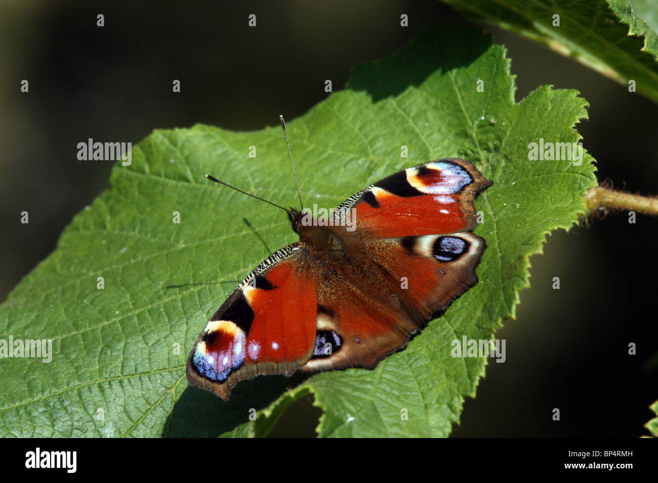 Peacock Butterfly (Inachis io Stock Photo - Alamy