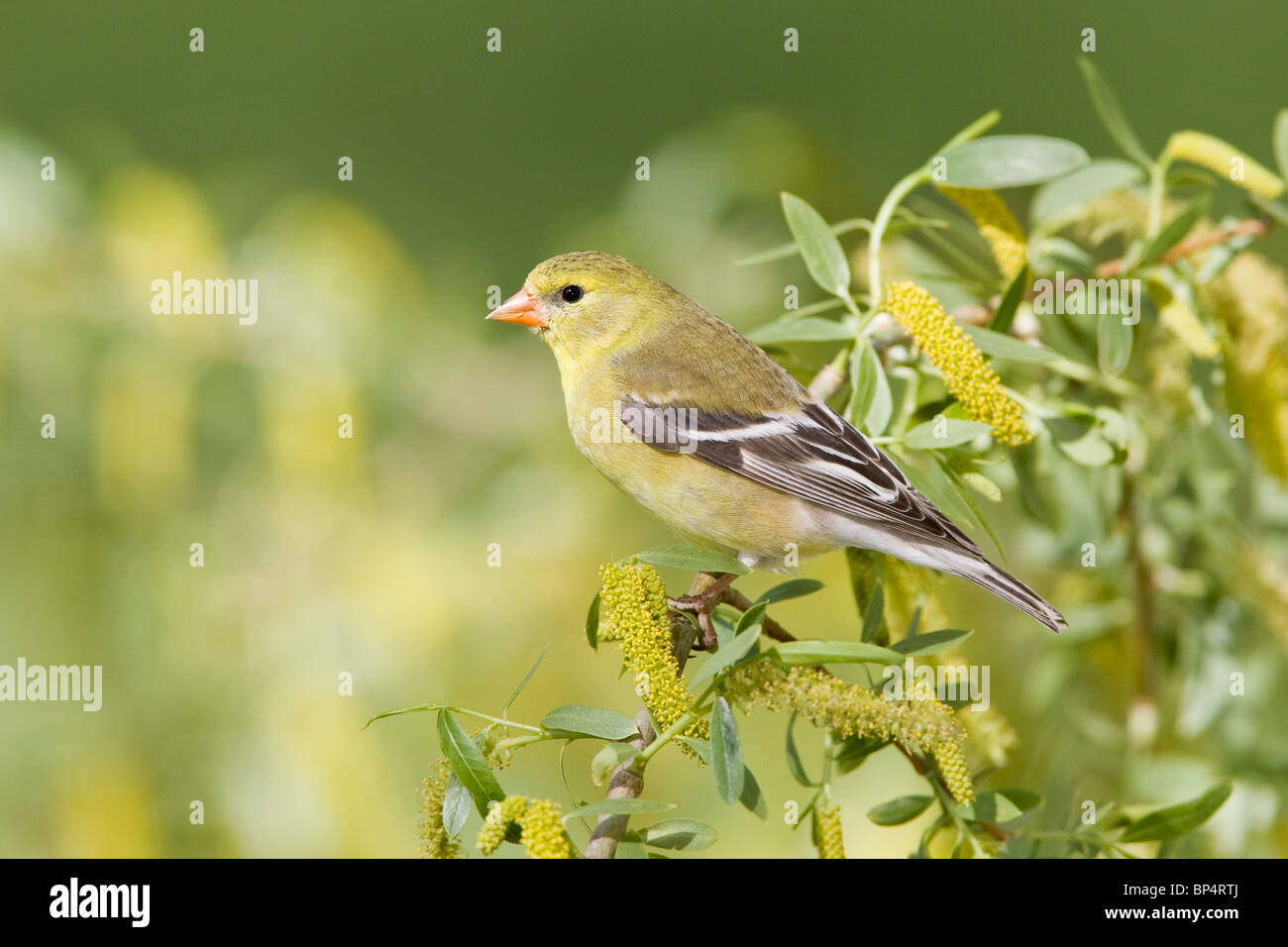 Female goldfinch hi-res stock photography and images - Alamy