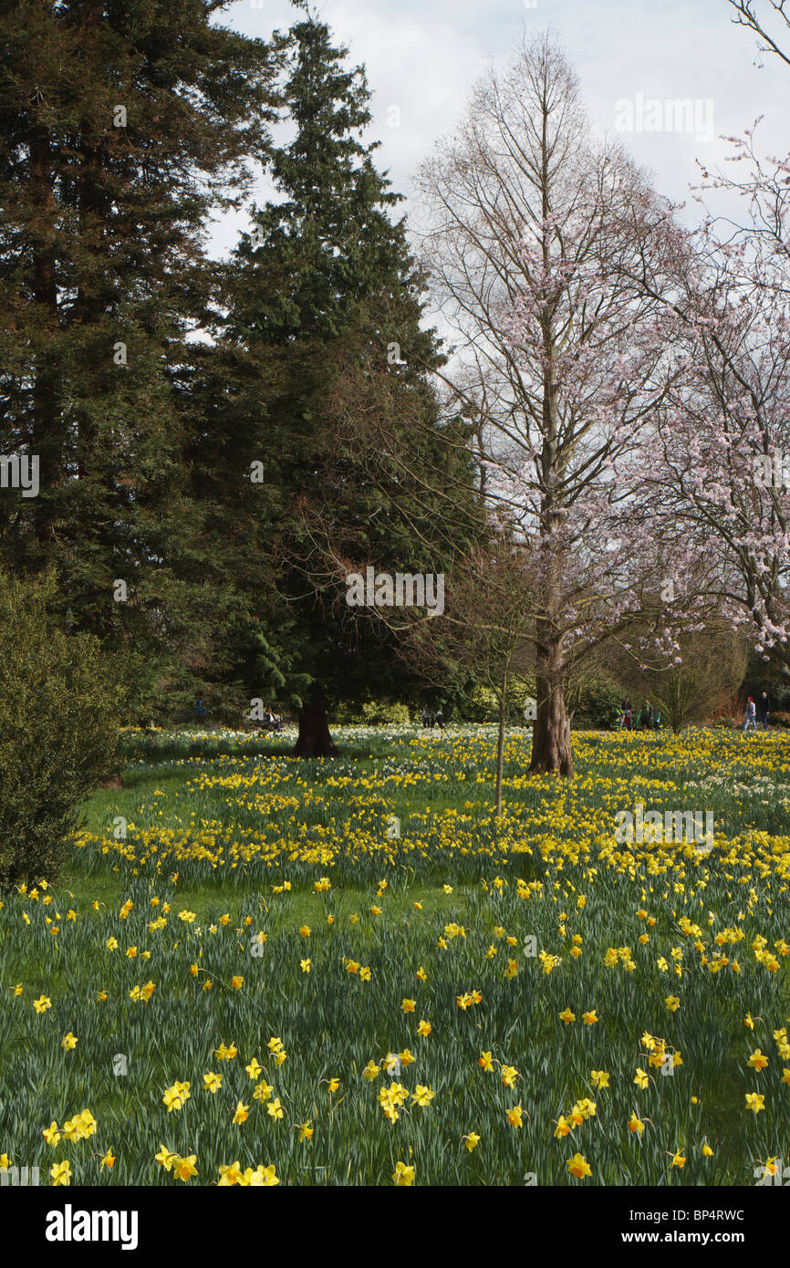 Spring daffodil outdoors tree hi-res stock photography and images - Alamy