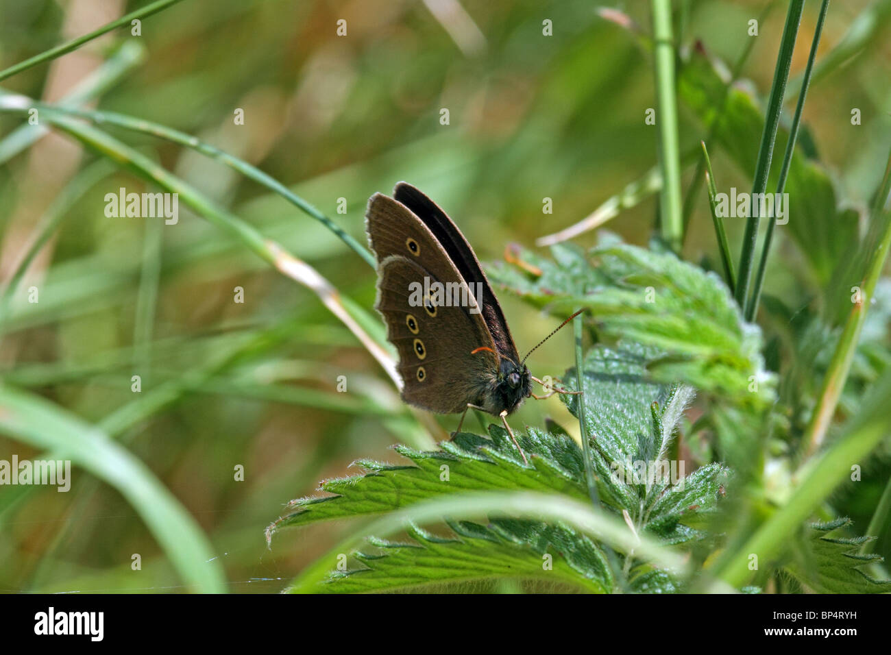 Ringlet Butterfly (Aphantopus hyperantus Stock Photo - Alamy