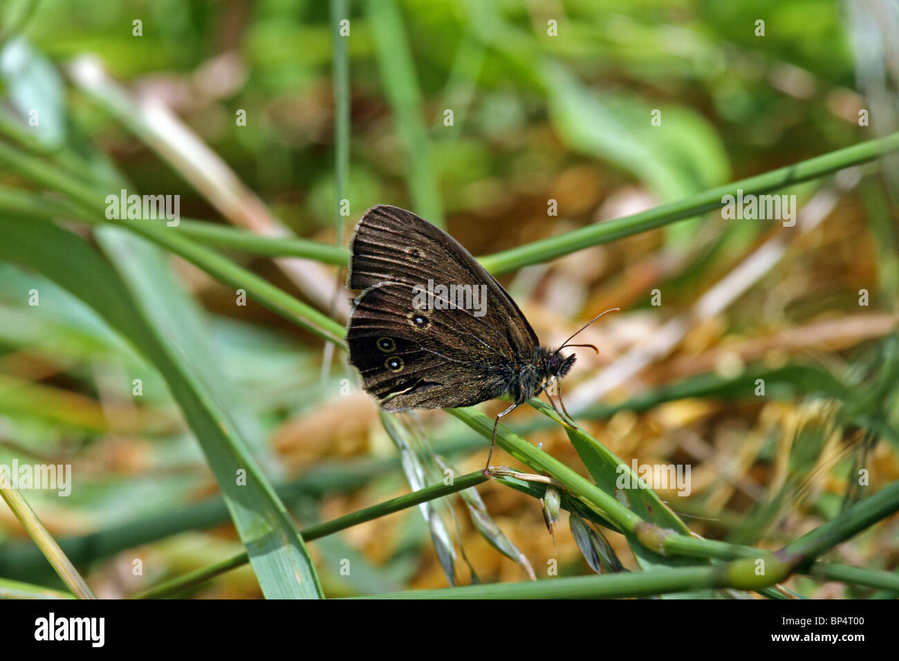 Ringlet Butterfly (Aphantopus hyperantus Stock Photo - Alamy