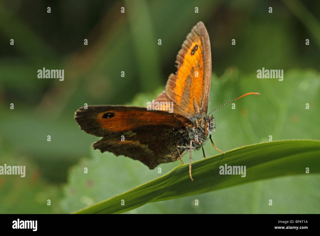Gatekeeper Butterfly (Pyronia tithonus) - aka Hedge Brown Stock Photo ...