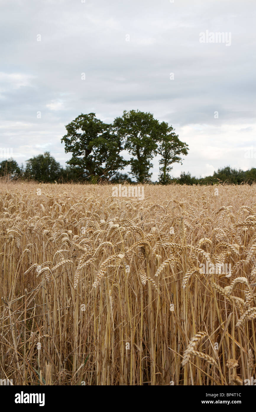 Wheat field in Hamphire, England Stock Photo - Alamy