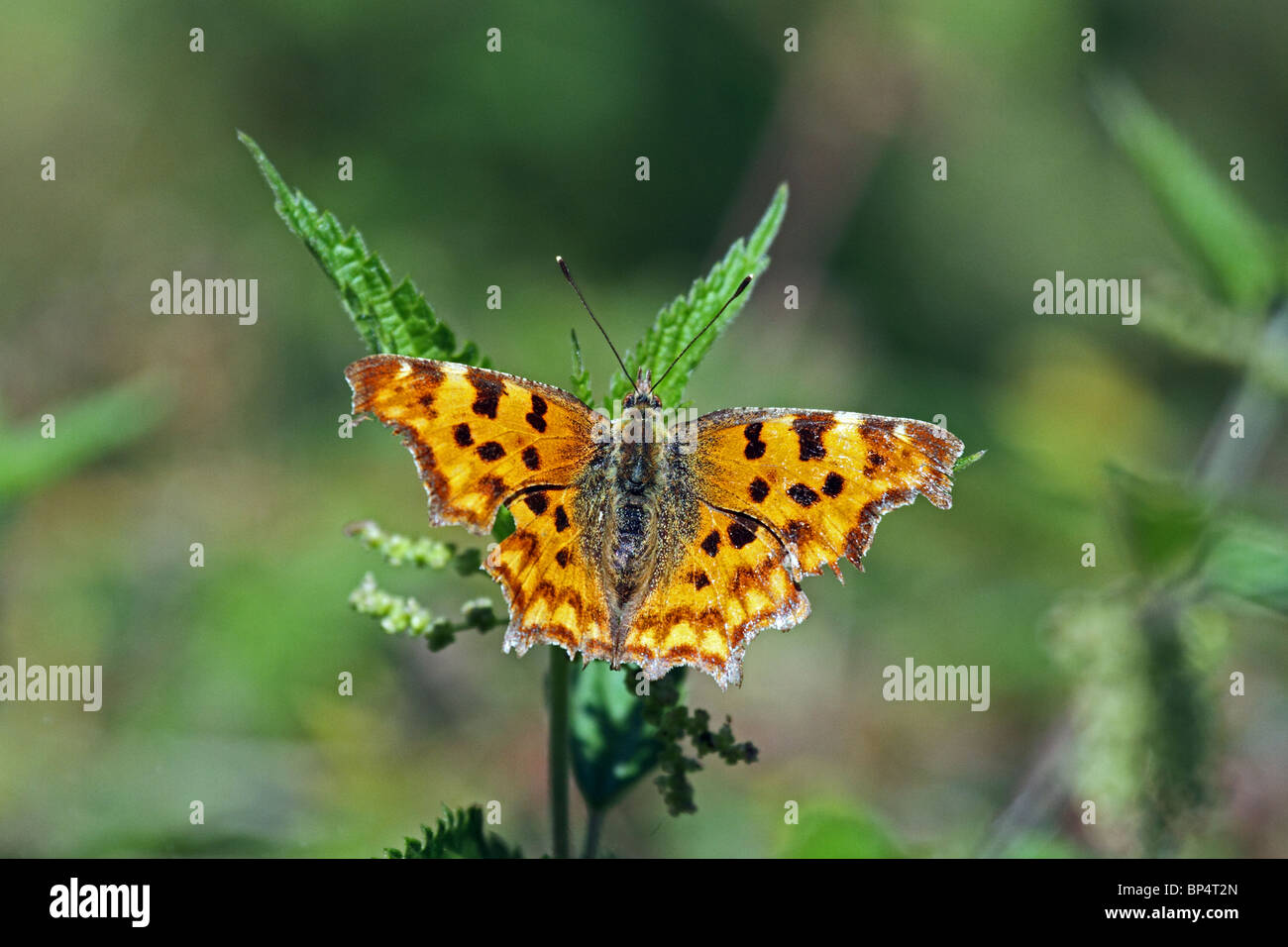 Comma Butterfly (Polygonia c-album Stock Photo - Alamy