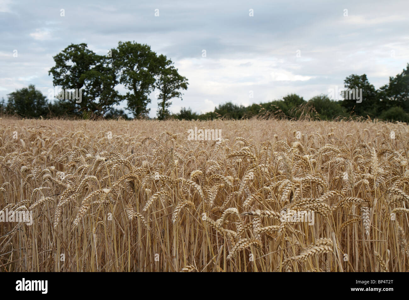 Wheat field in Hamphire, England Stock Photo - Alamy