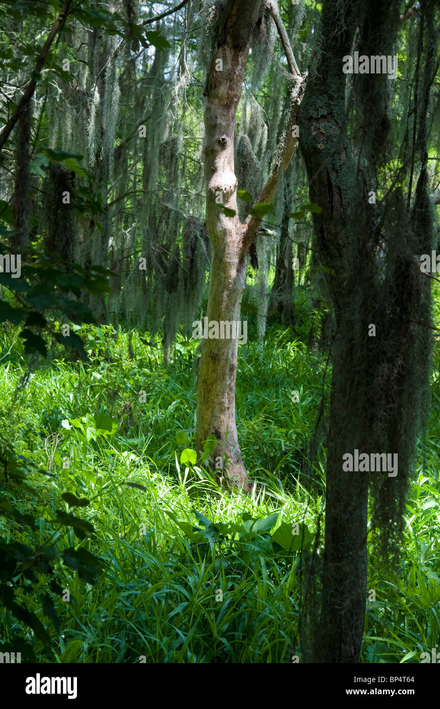 Phinizy Swamp Natural Park Stock Photo - Alamy