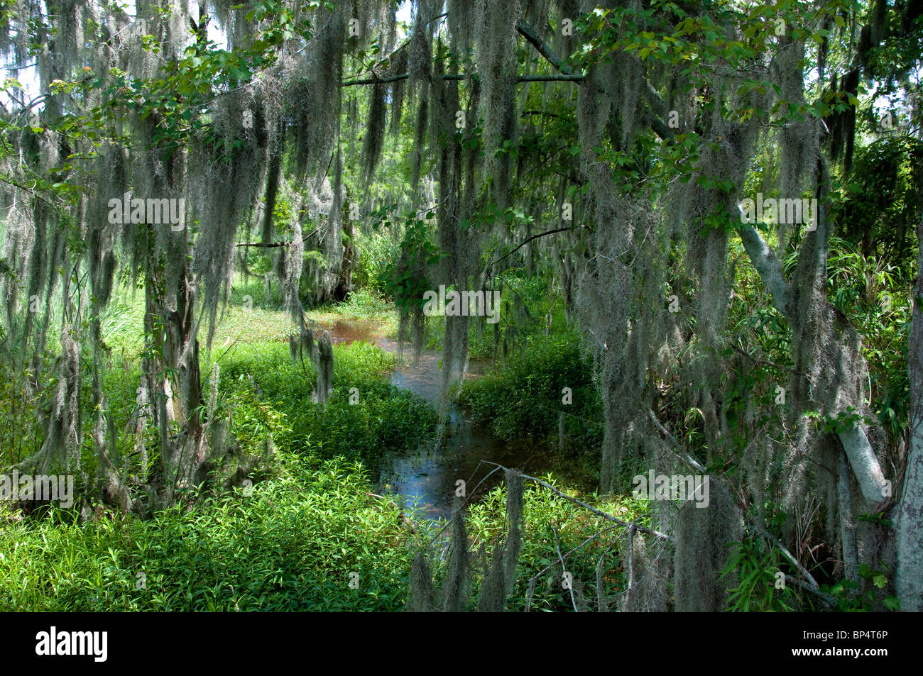 Swamp bed hi-res stock photography and images - Alamy