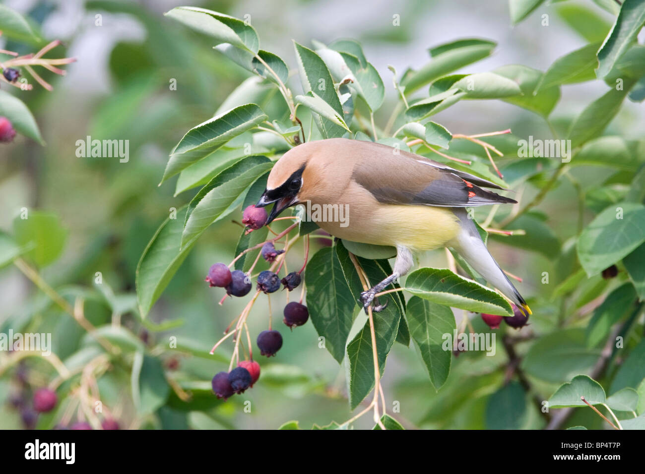 Cedar Waxwing eating Serviceberry Stock Photo - Alamy
