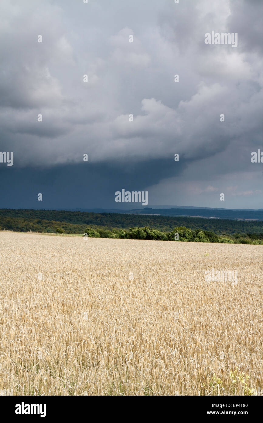 Storm over wheat field hi-res stock photography and images - Alamy
