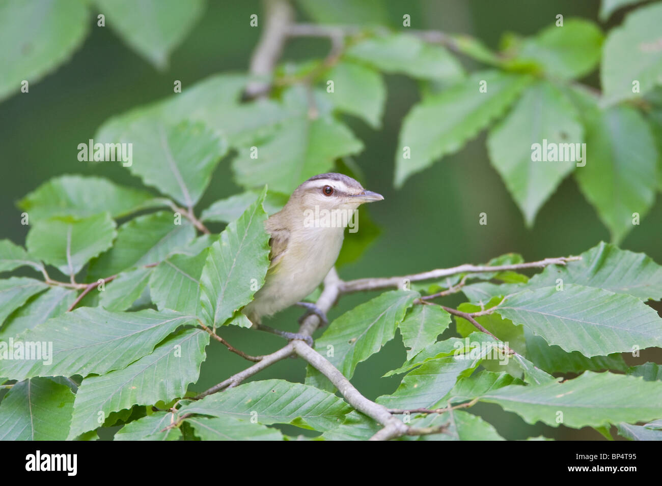 Vireo vireos birds songbirds hi-res stock photography and images - Alamy