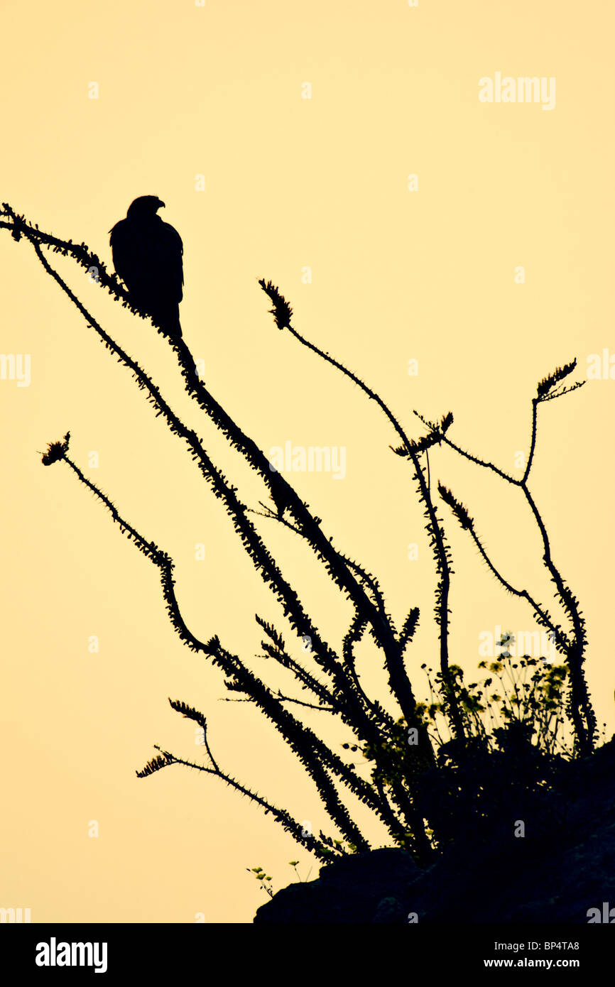 Red-tailed hawk perched in Ocotillo - vertical silhouette Stock Photo ...