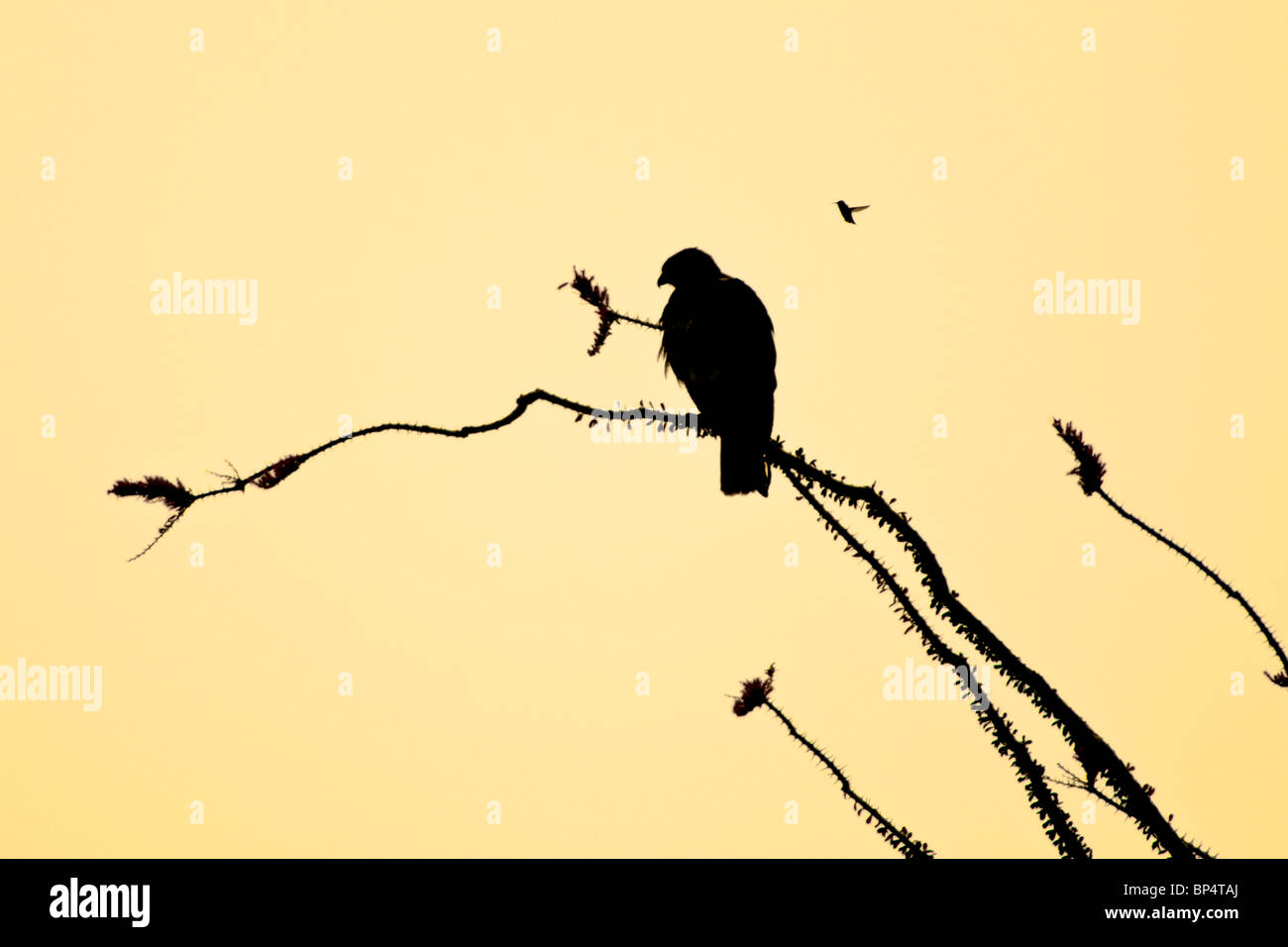 Red tailed hawk perched hi-res stock photography and images - Alamy