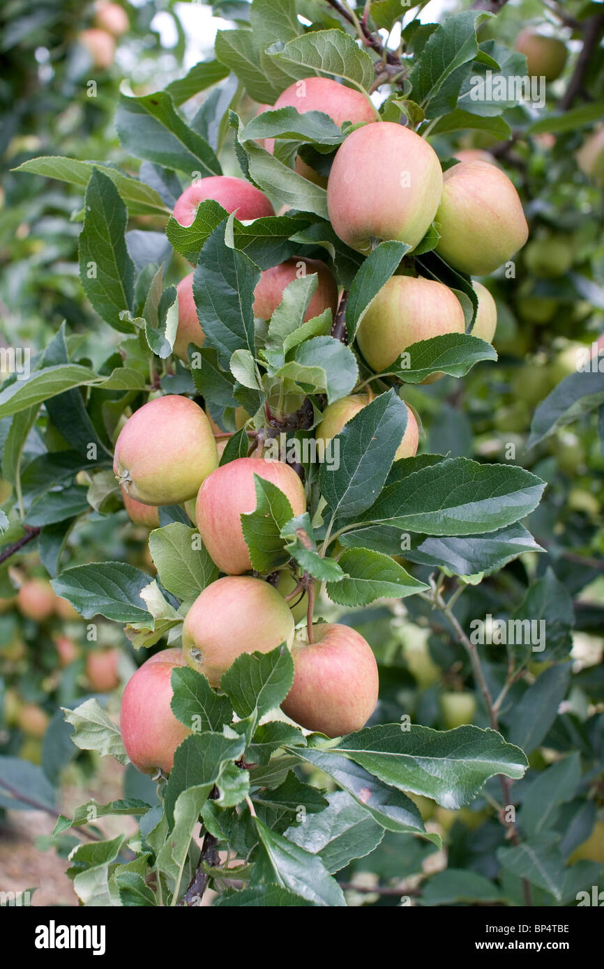 Kent fruit orchard hi-res stock photography and images - Alamy