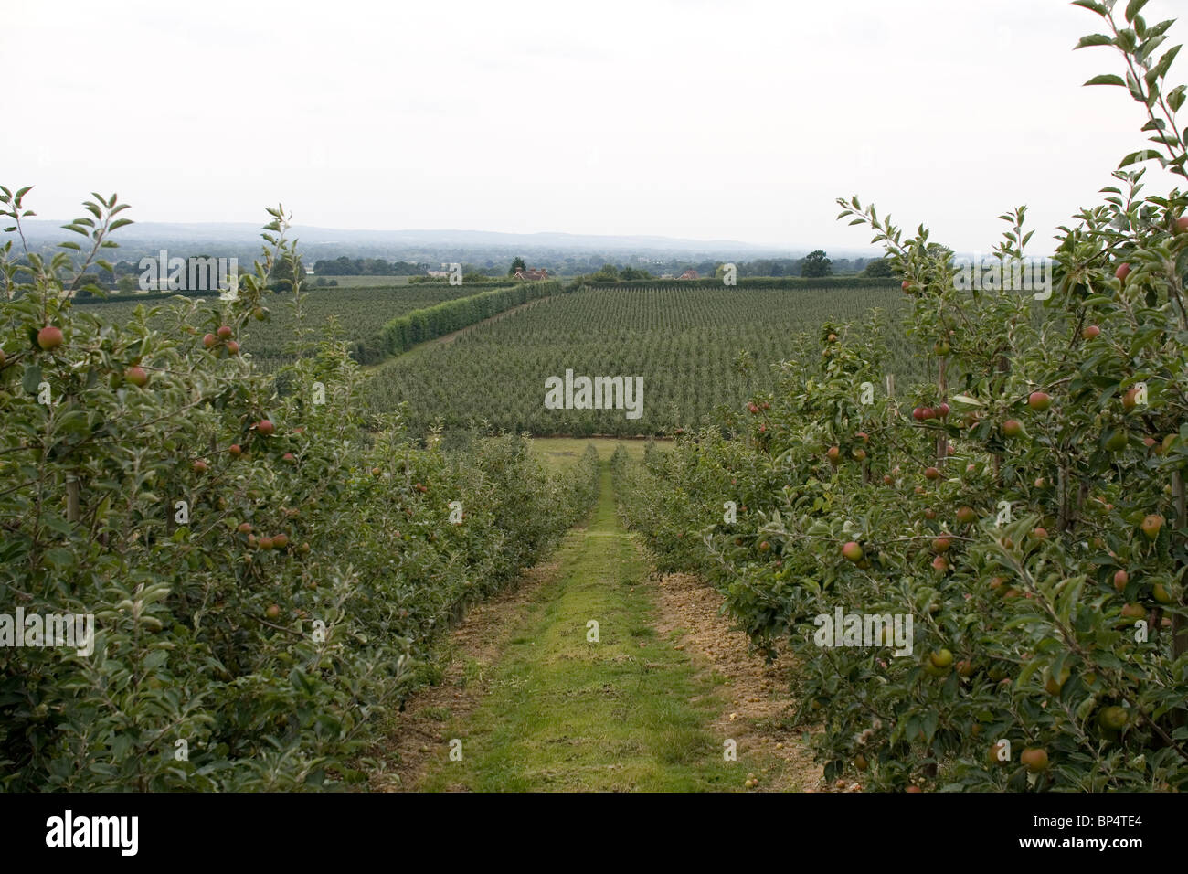Apple orchard in Kent, England Stock Photo - Alamy