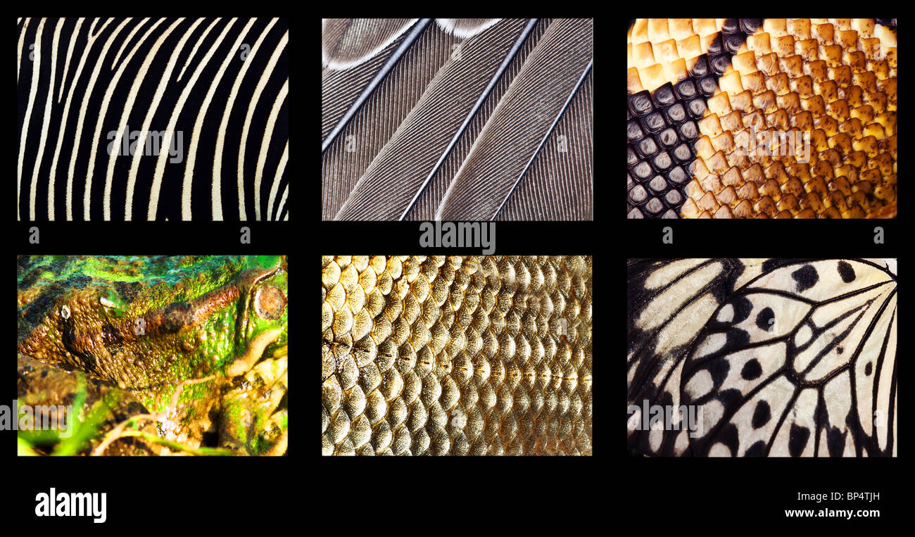 Background from animals: mammals, birds, reptiles, amphibians, fishes ...