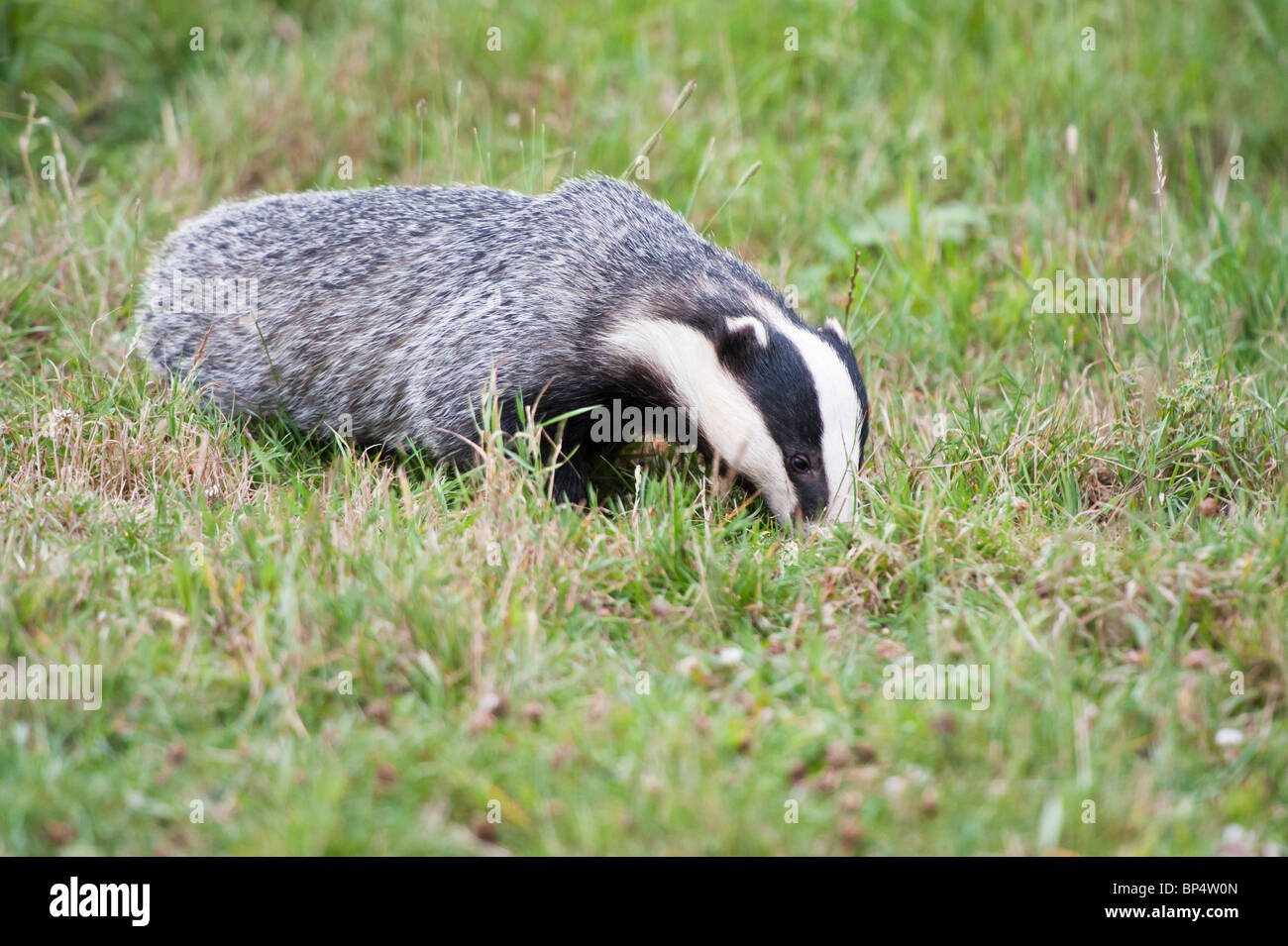 Badger eating hi-res stock photography and images - Alamy