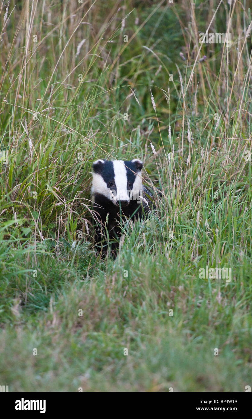 English wildlife hi-res stock photography and images - Alamy