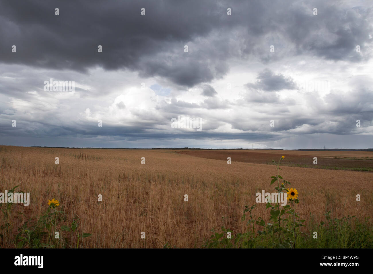 Ominous cumulus thunder cloud formations looming above a vast field of ...
