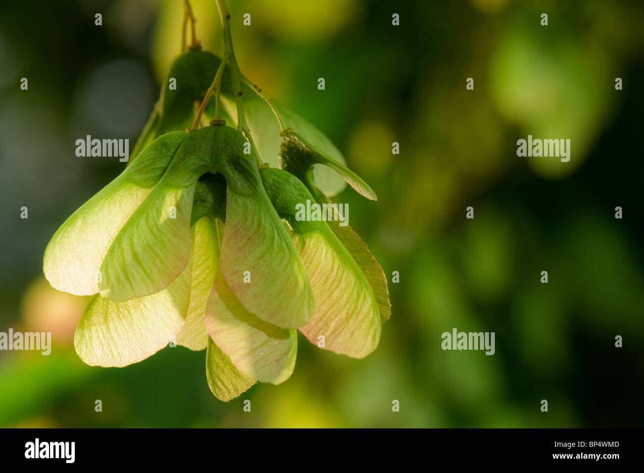 Maple tree reproduction hi-res stock photography and images - Alamy