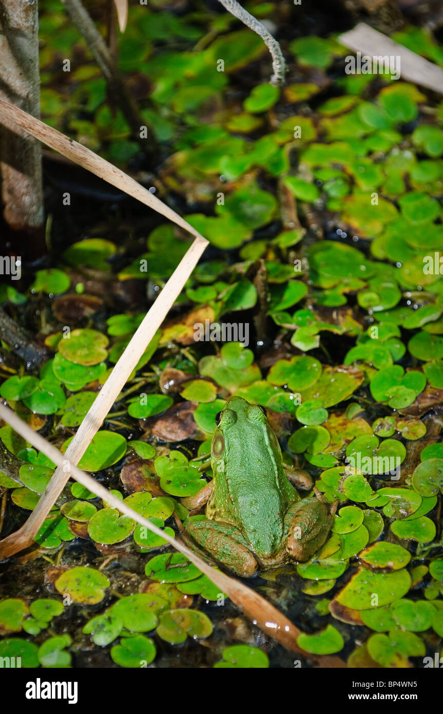 North american green frog hi-res stock photography and images - Alamy