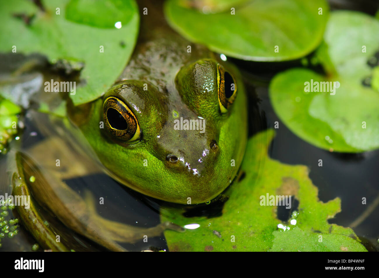 Close-up of eyes on a green frog peeking its head out of a swampy wet ...
