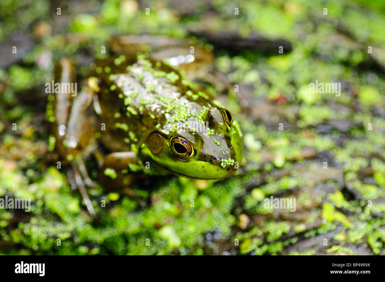 A North American green frog sits camouflaged against a swampy wet marsh ...