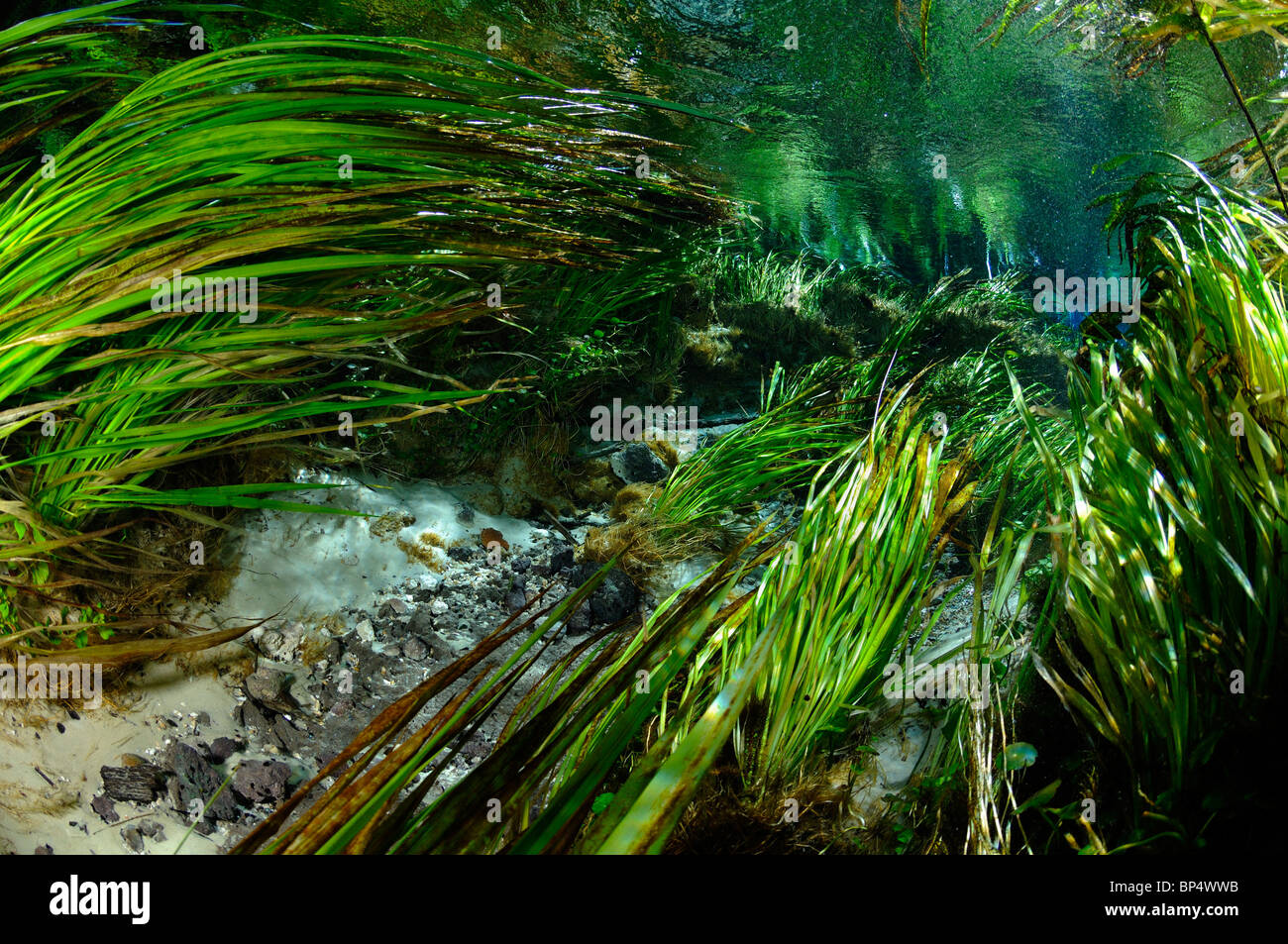 Ichetucknee River, Ichetucknee State Park, Florida Stock Photo - Alamy