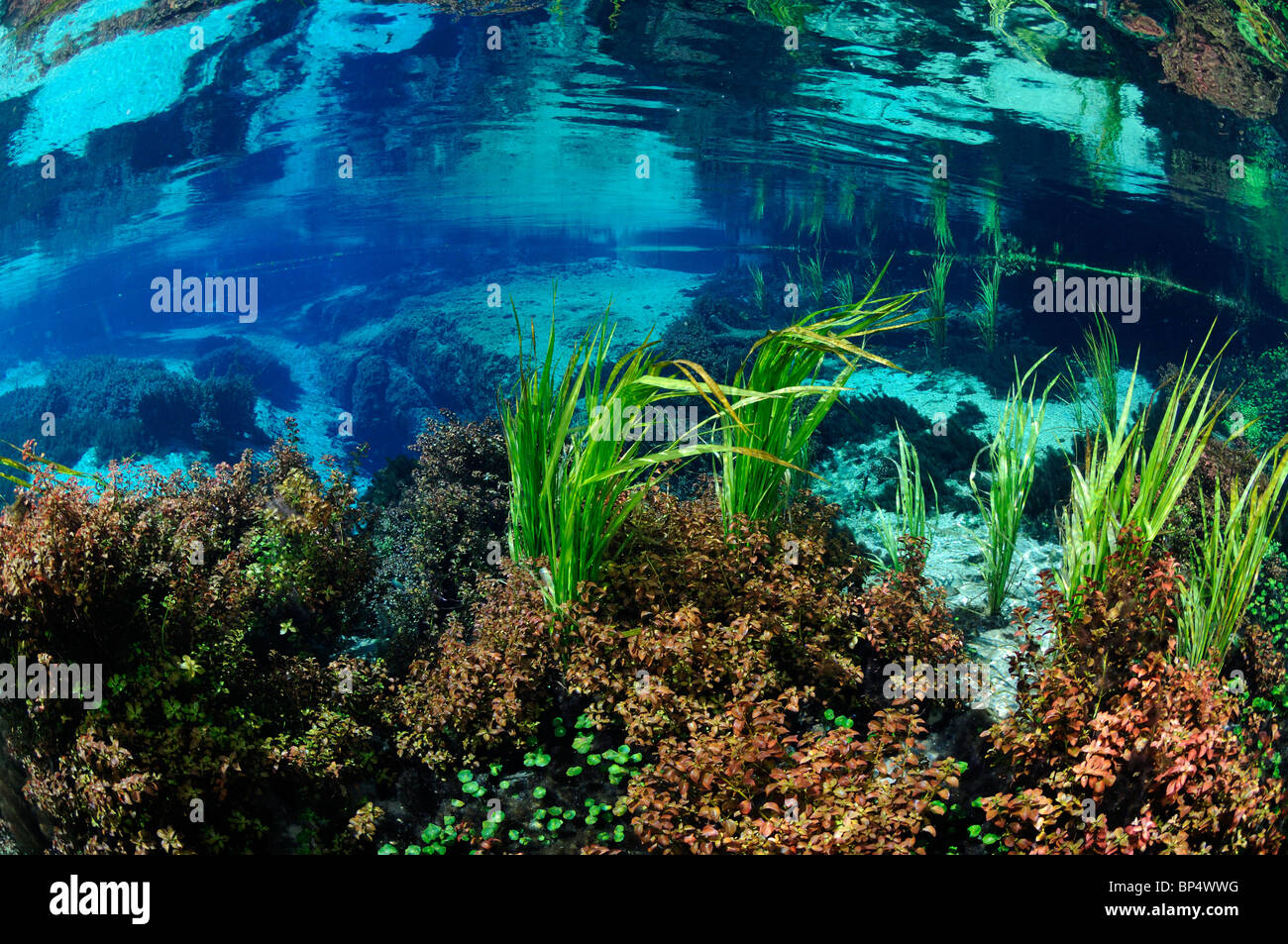 Ichetucknee Spring, Ichetucknee State Park, Florida Stock Photo - Alamy