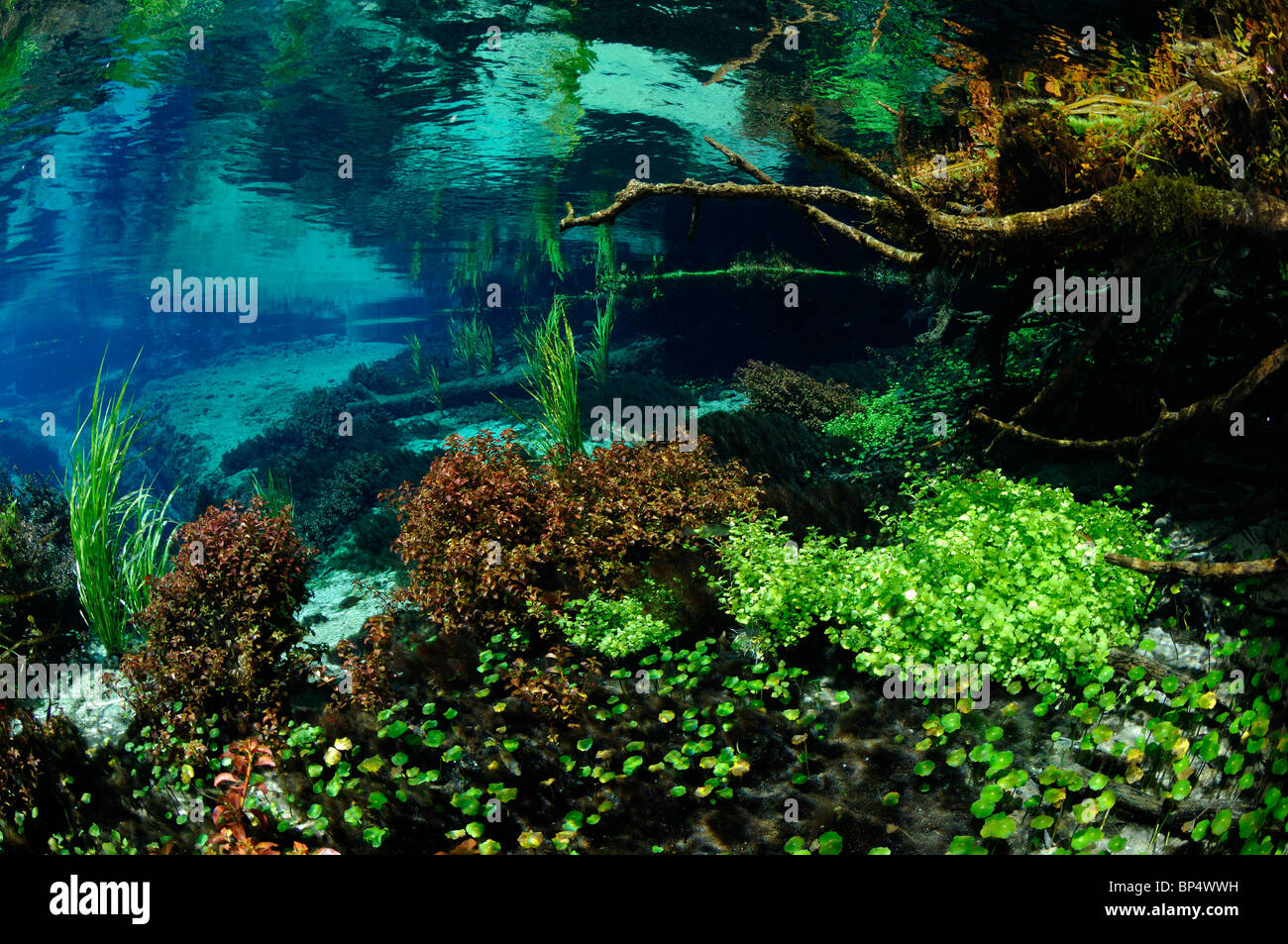 Ichetucknee Spring, Ichetucknee State Park, Florida Stock Photo - Alamy