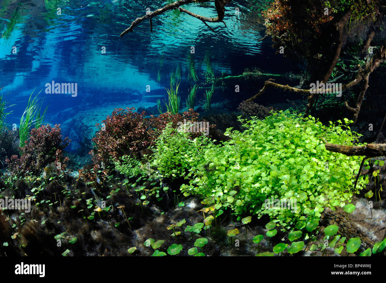 Ichetucknee Spring, Ichetucknee State Park, Florida Stock Photo - Alamy