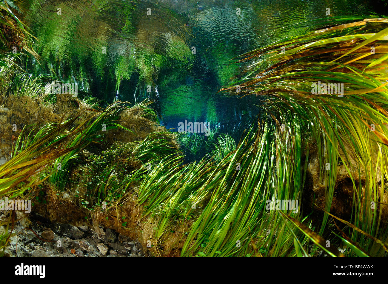 Ichetucknee River, Ichetucknee State Park, Florida Stock Photo - Alamy